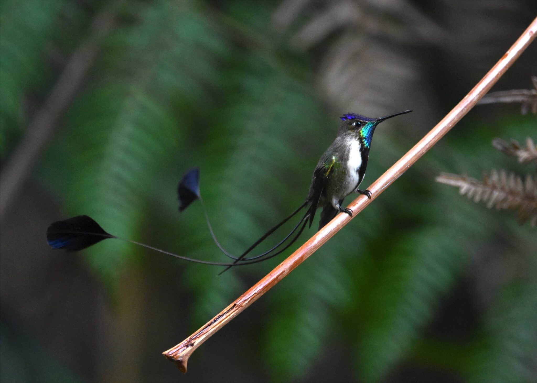 El Colibrí cola de espátula (Loddigesia mirabilis) en Huembo Lodge ...