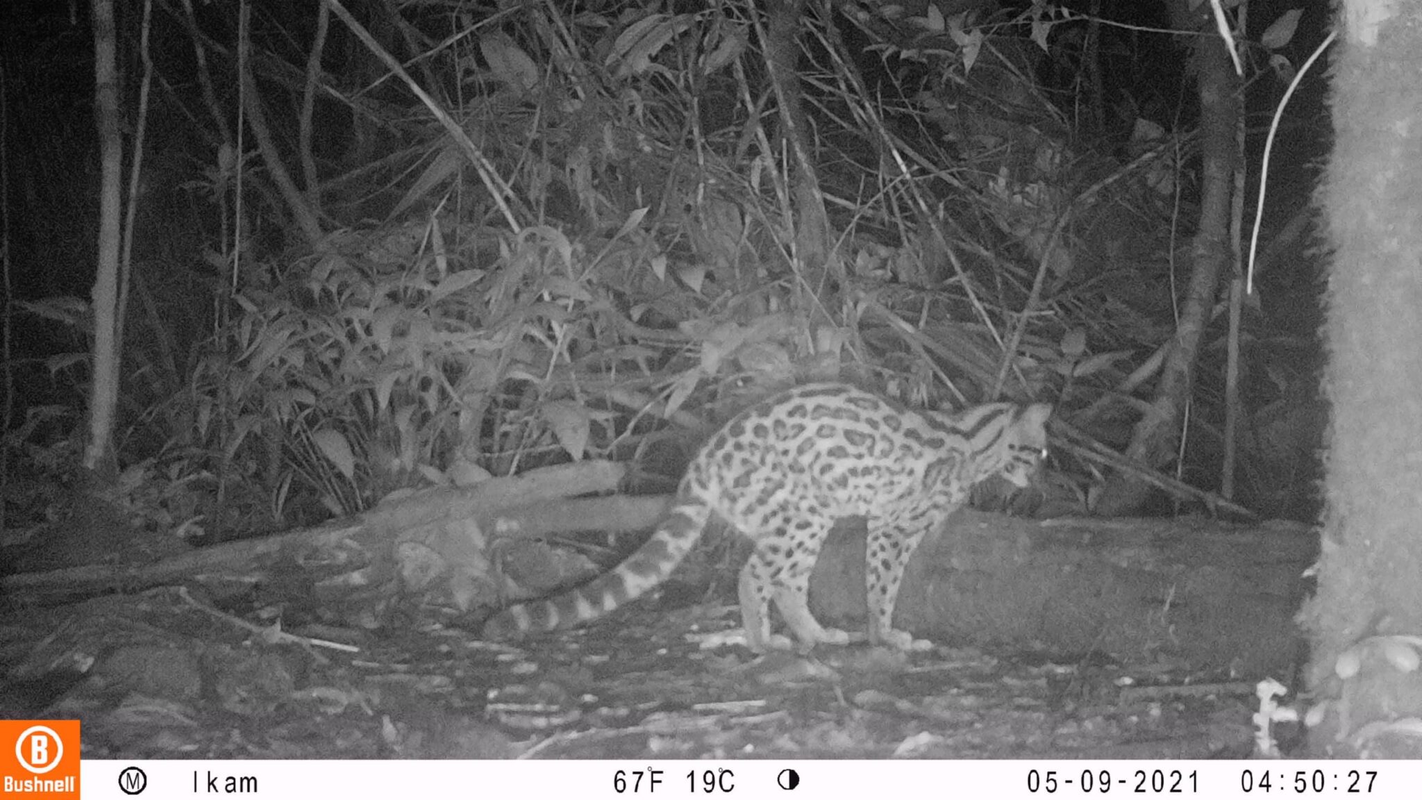 Wildlife monitoring in Arena Blanca Reserve, San Martin, Peru ...