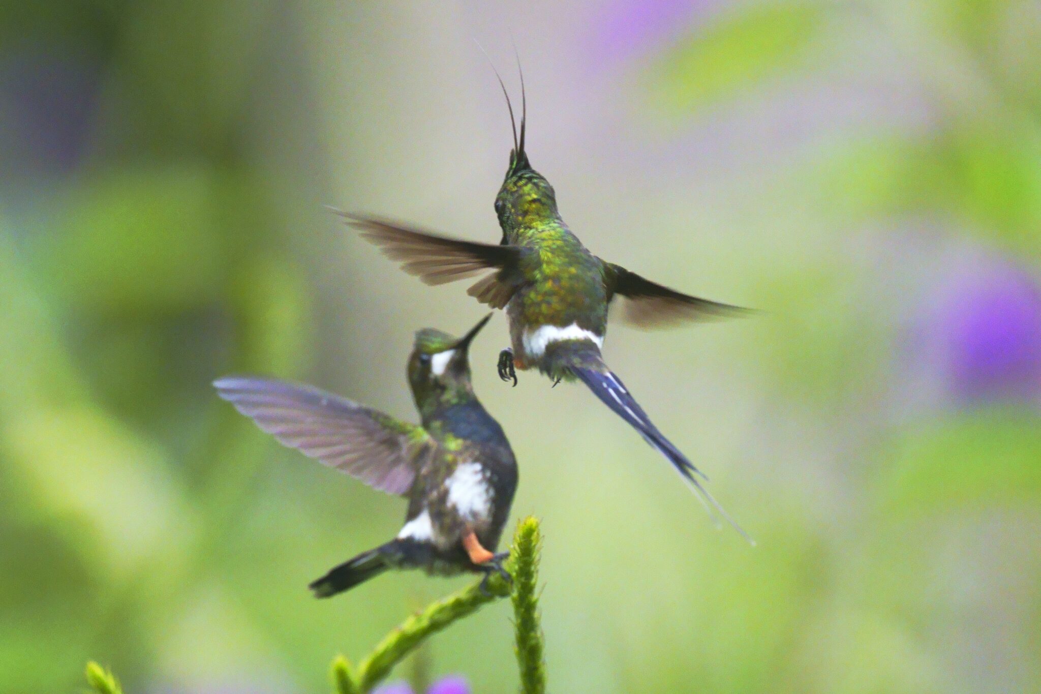 Colibríes de la Reserva Arena Blanca, Bosque de Protección Alto Mayo ...